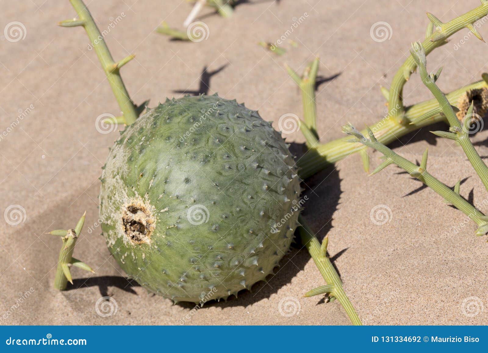 Green nara fruit Namibia stock photo. Image of surround - 131334692
