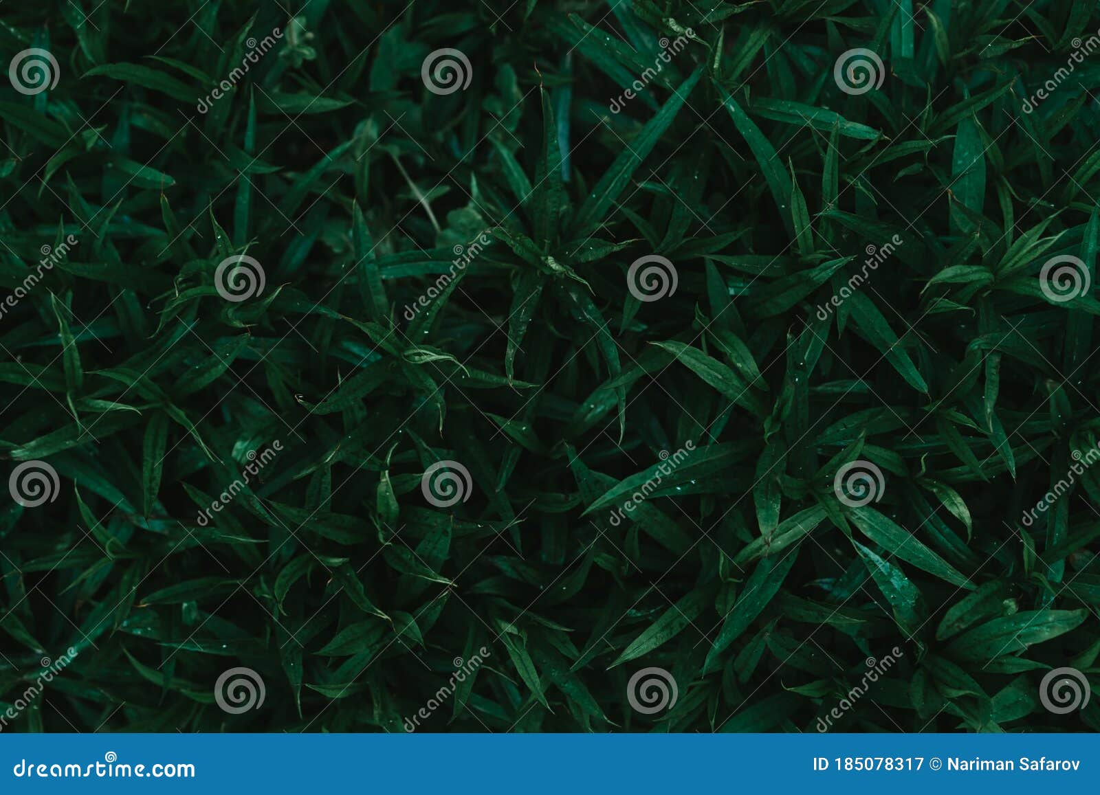 Green Narrow Leaves of a Growing Plant Stock Image - Image of water ...