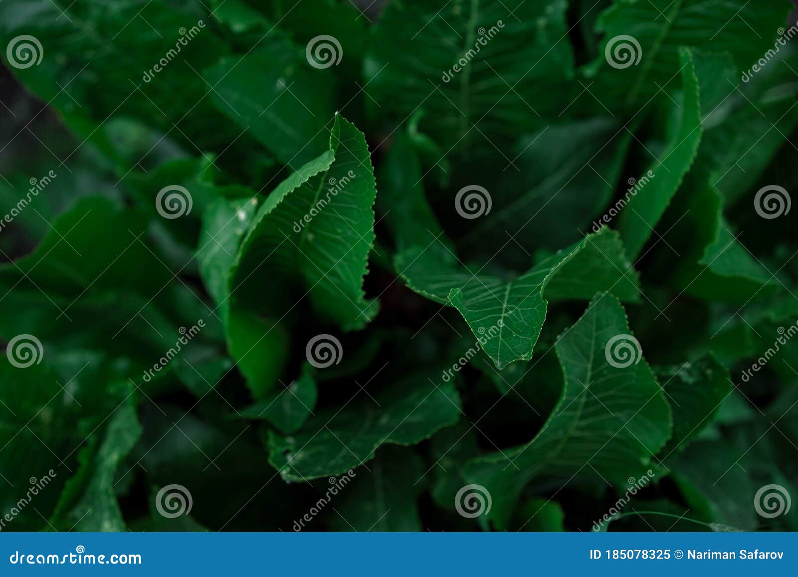 Green Narrow Leaves of a Growing Plant Stock Image - Image of green ...