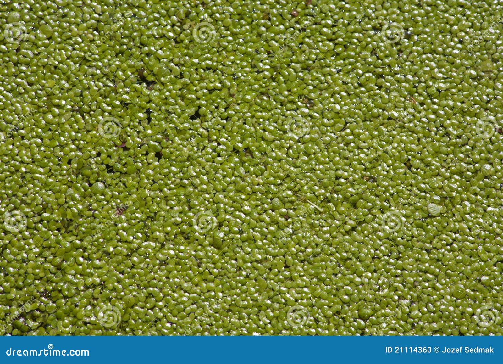 Green natural background stock photo. Image of dank, plant - 21114360