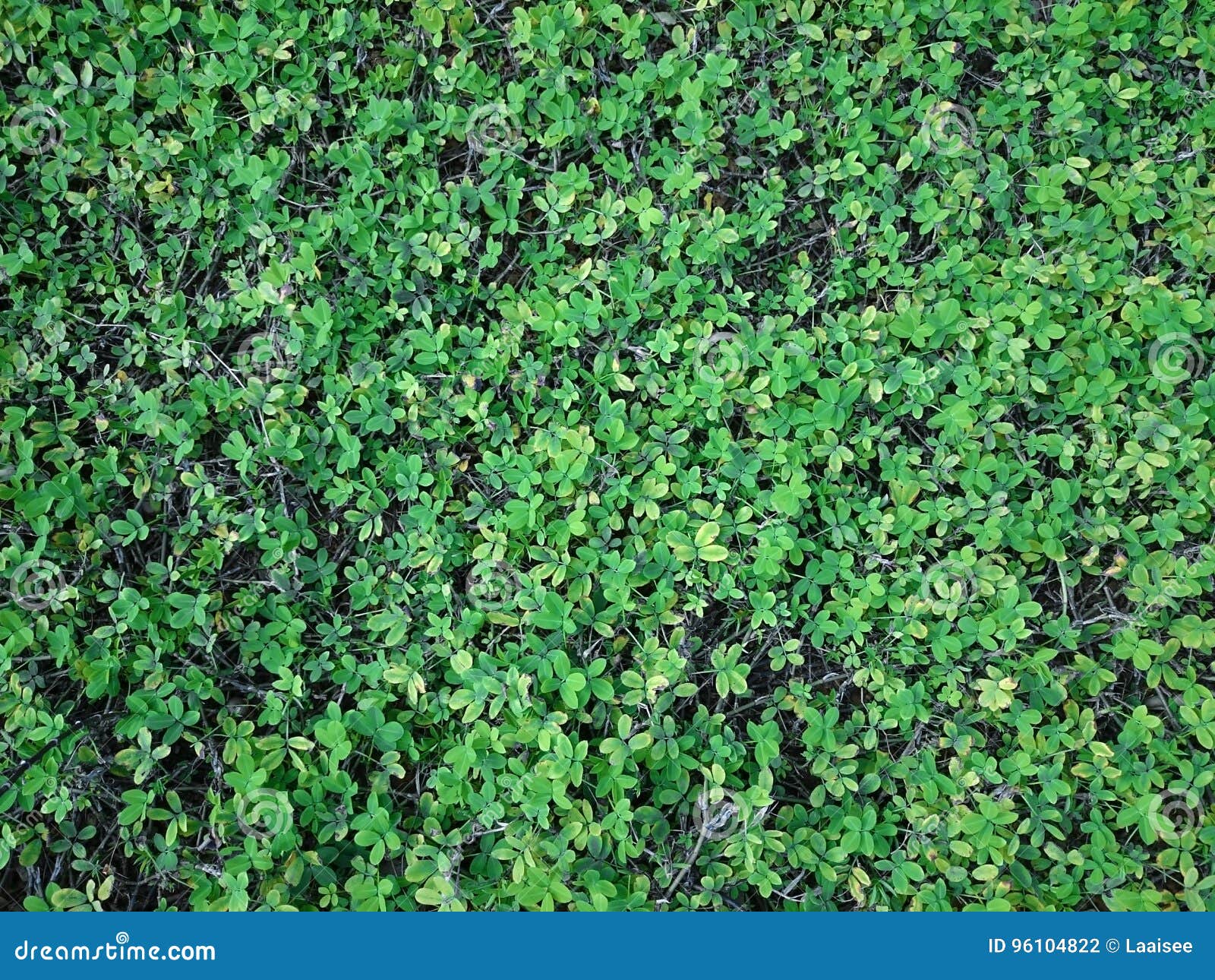 Green Natural Background of Small Leaves. Greenery Summer or Spring ...