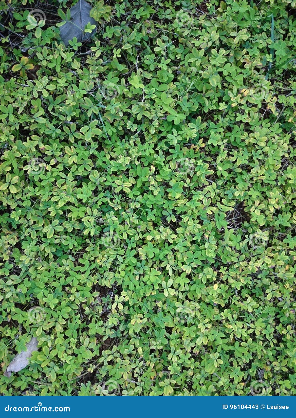 Green Natural Background of Small Leaves. Greenery Summer or Spring ...