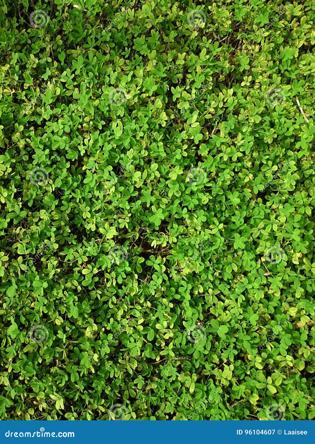 Green Natural Background of Small Leaves. Greenery Summer or Spring ...