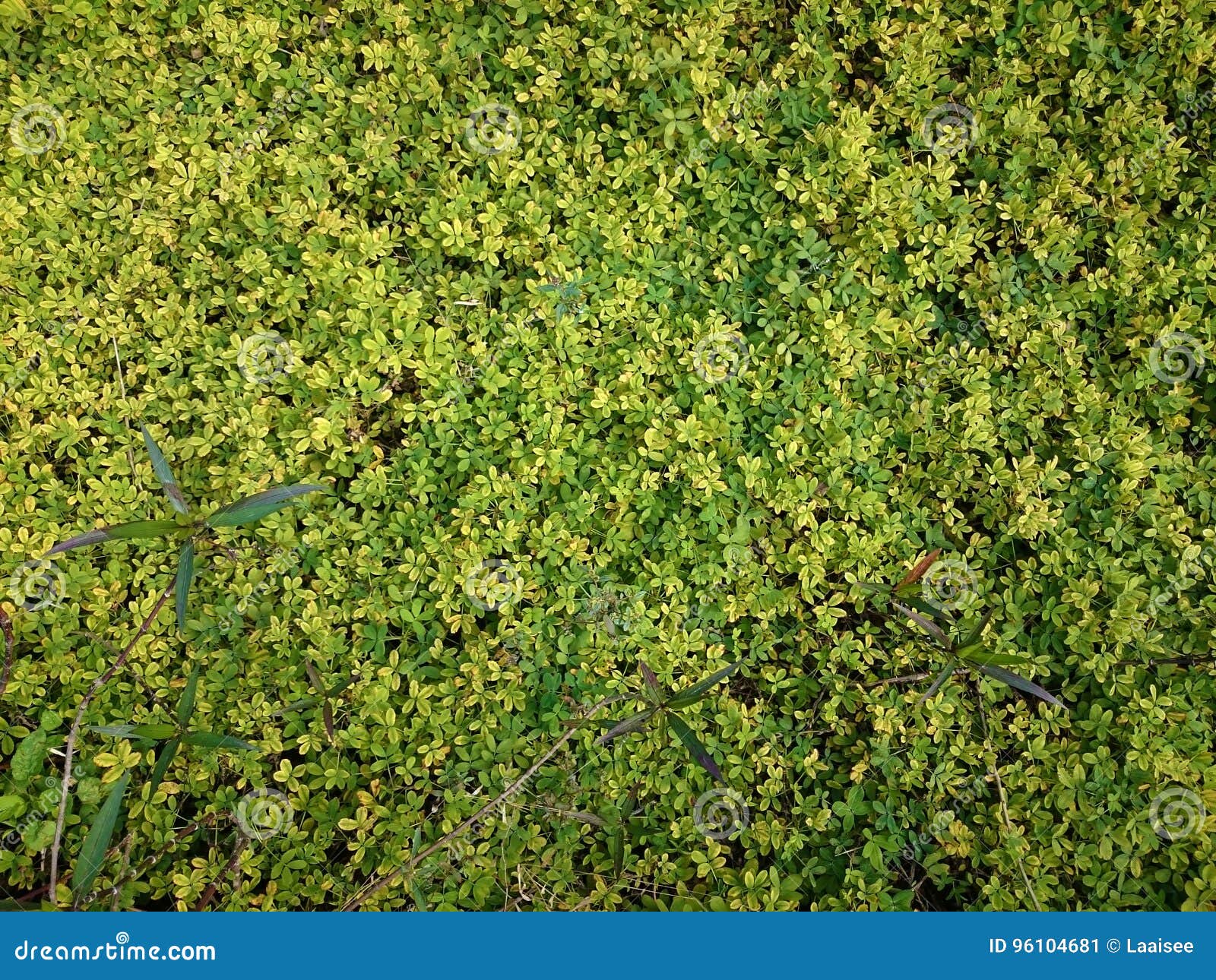 Green Natural Background of Small Leaves. Greenery Summer or Spring ...