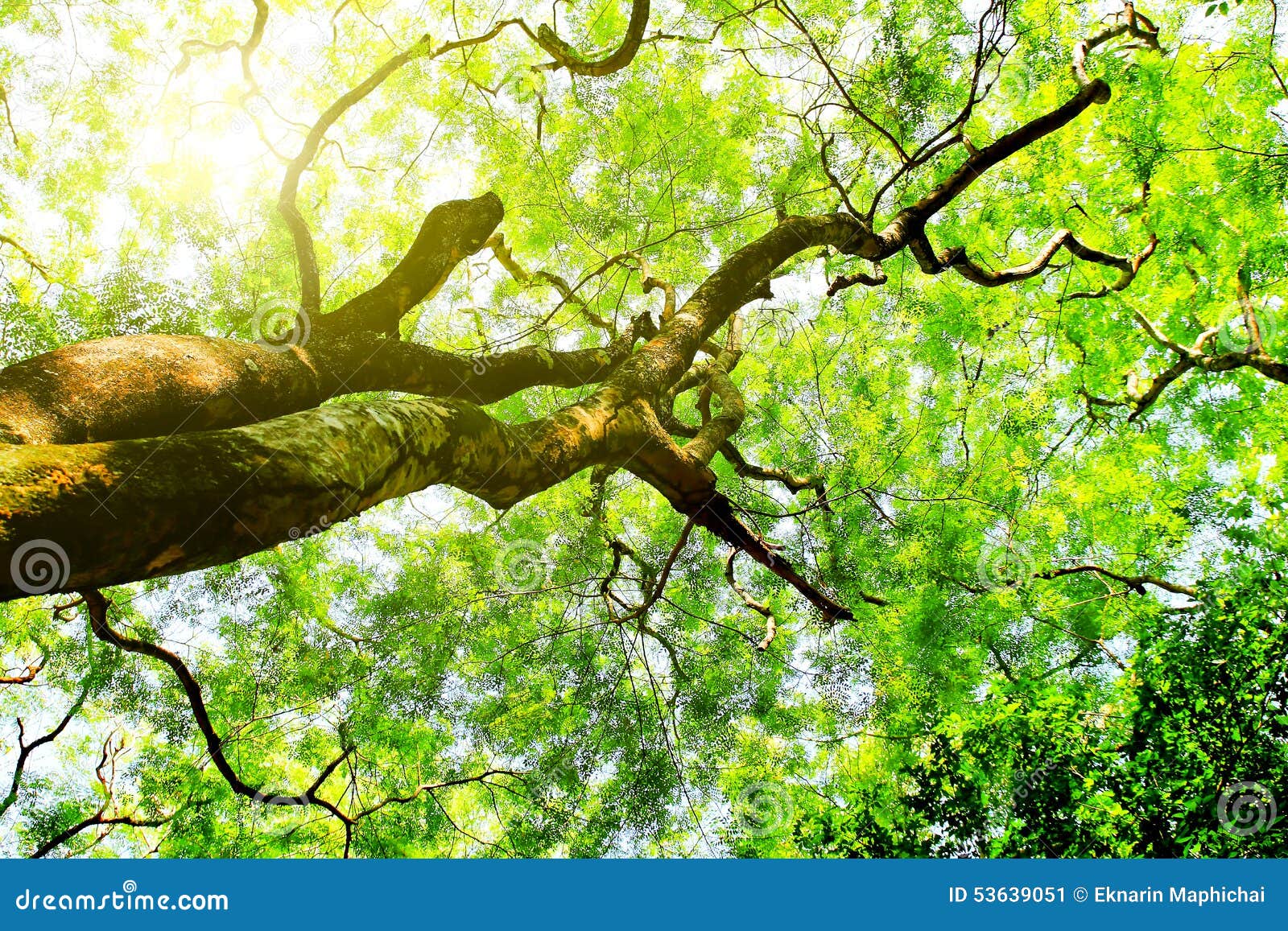 Green and natural stock image. Image of environment, trees - 53639051