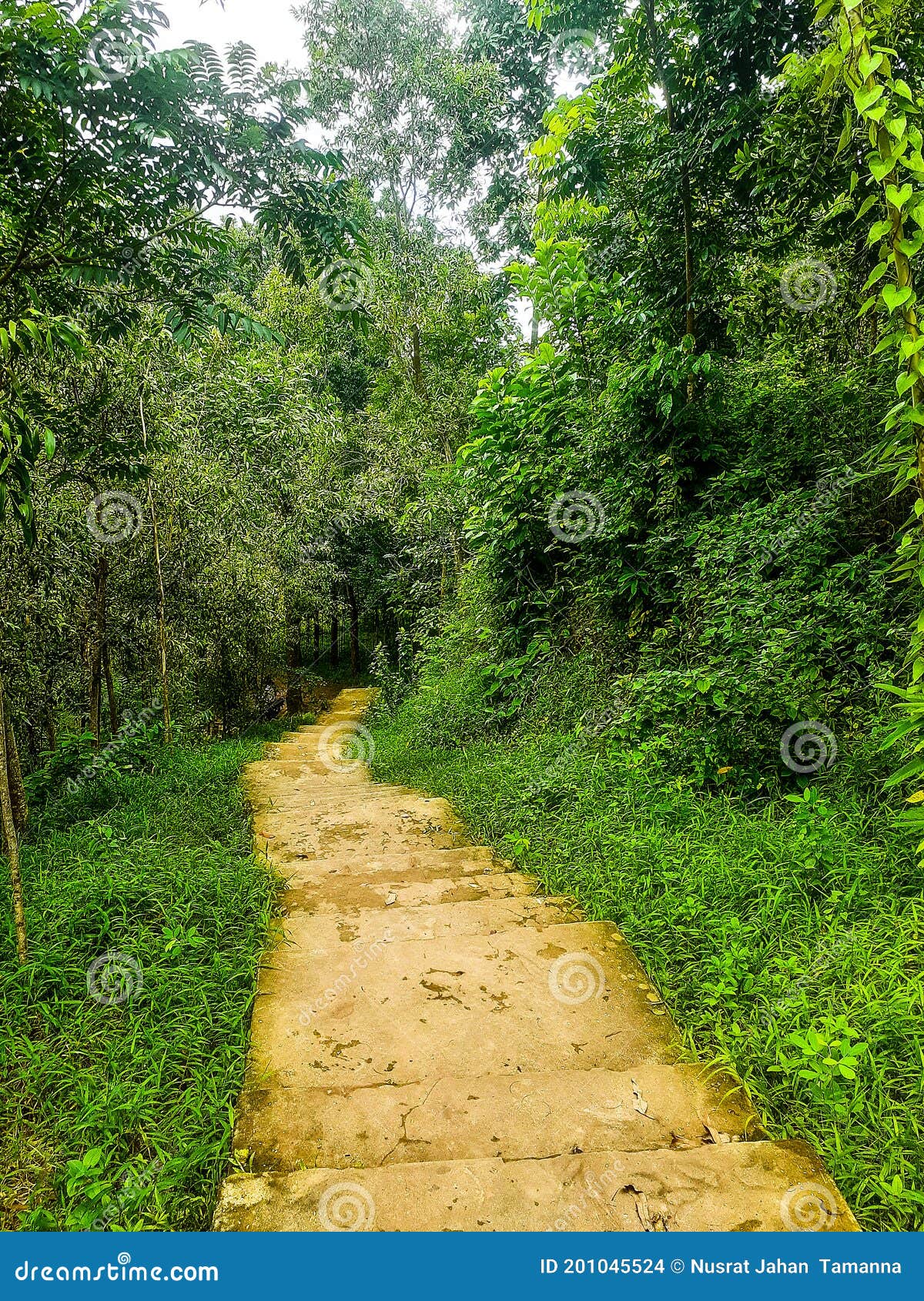 Green natural beauty. stock photo. Image of nature, leaf - 201045524