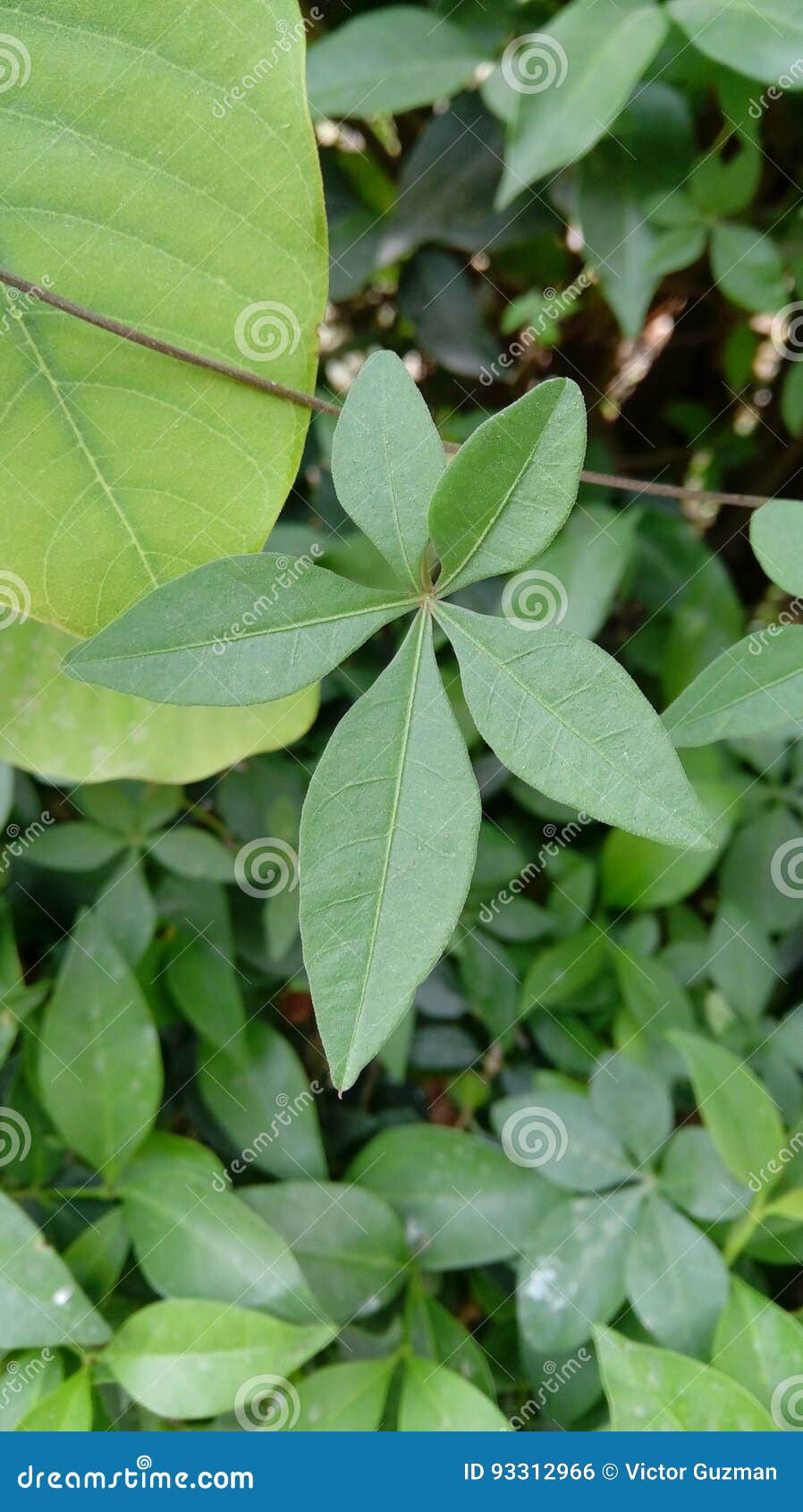 Green natural bush stock photo. Image of natural, green - 93312966