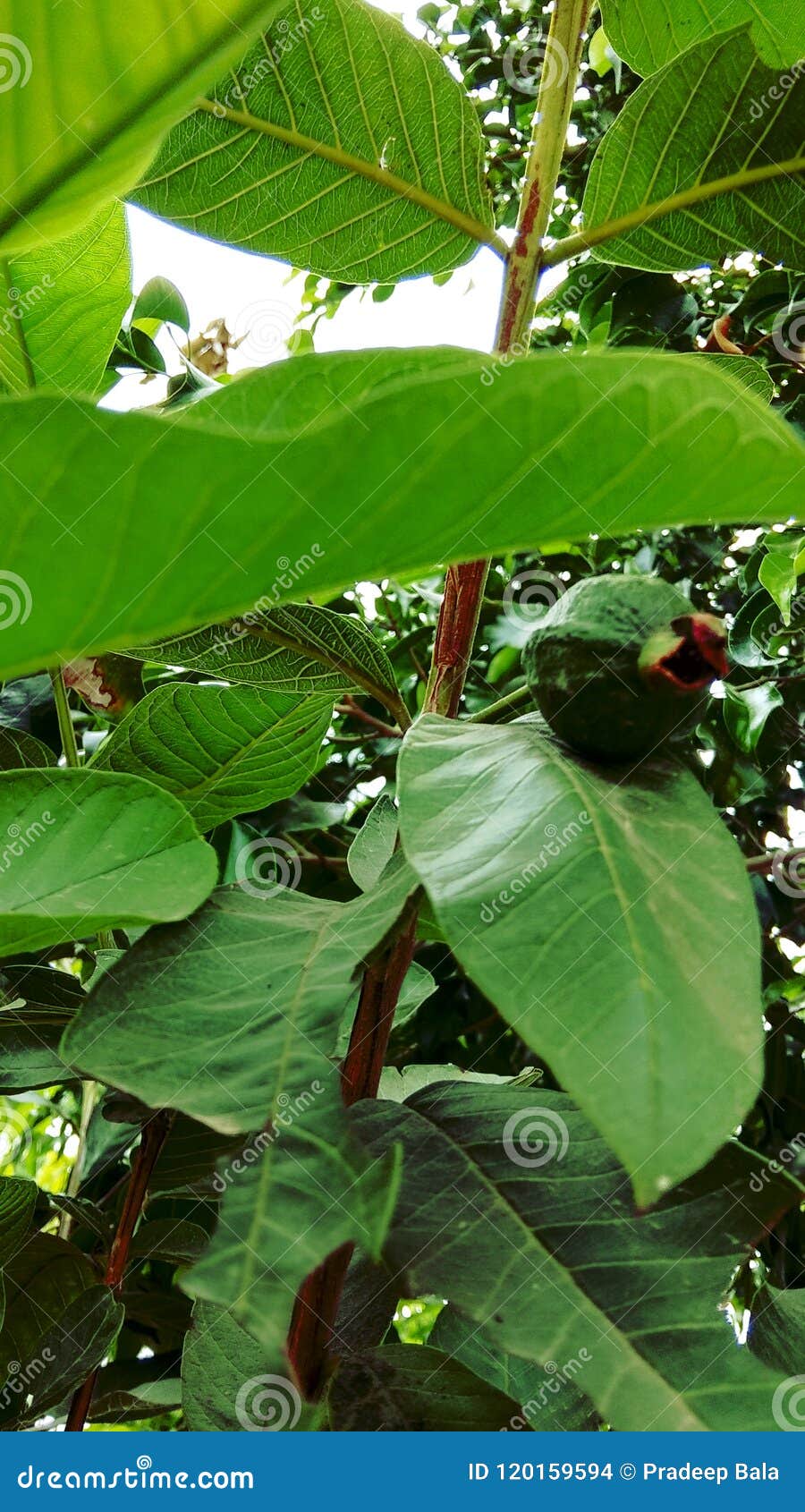 Beautiful govava tree stock photo. Image of green, colur - 120159594