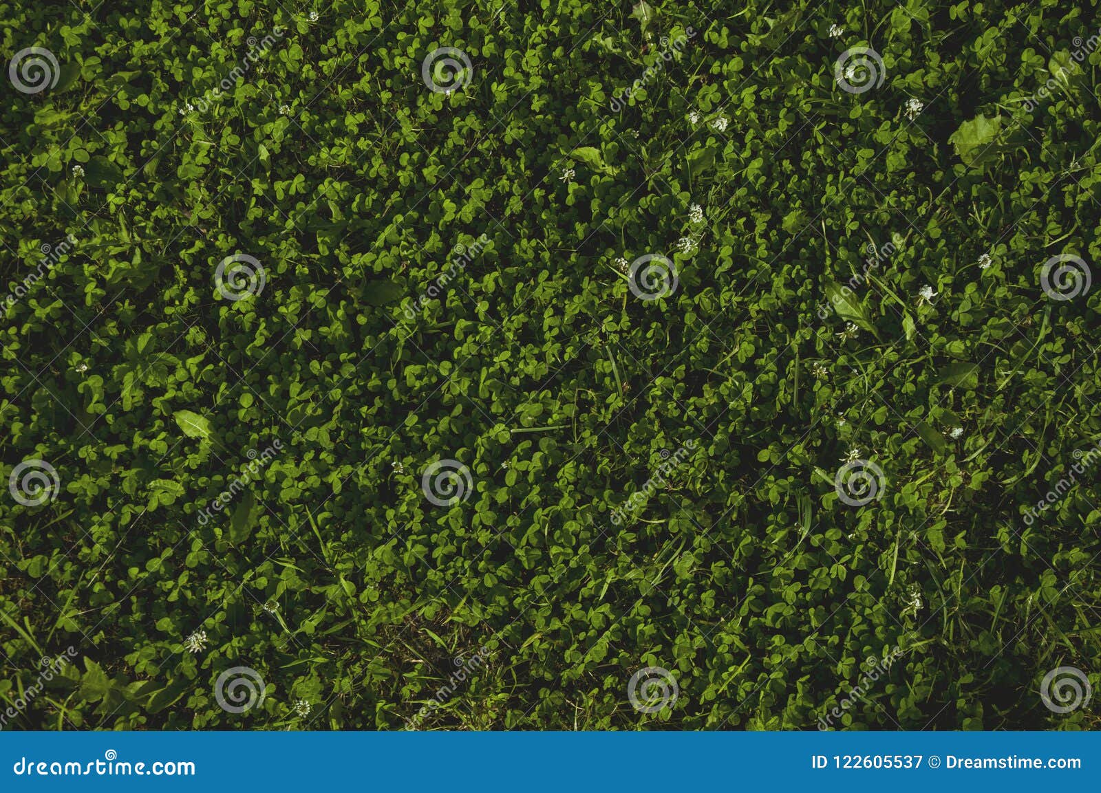 Green Clover Meadow Seamless Background Texture Stock Image - Image of ...