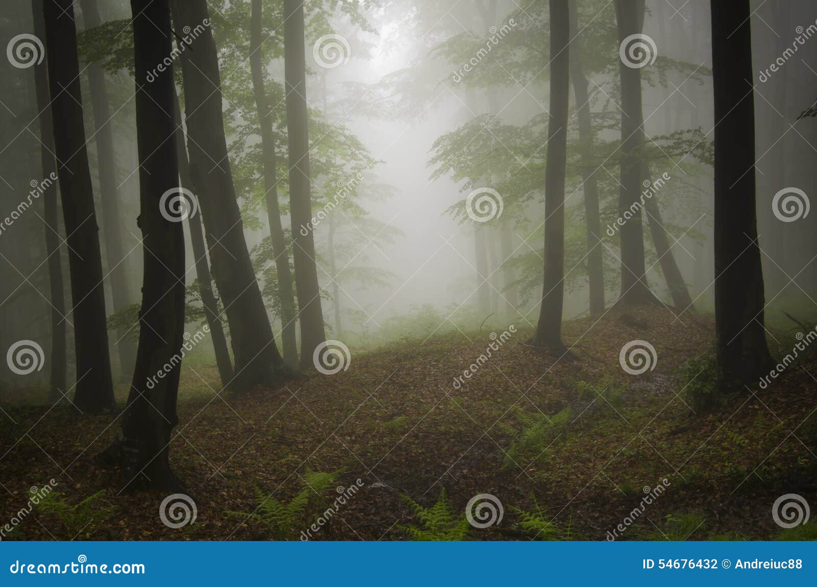 Green Natural Forest with Fog Stock Photo - Image of mist, exploration ...