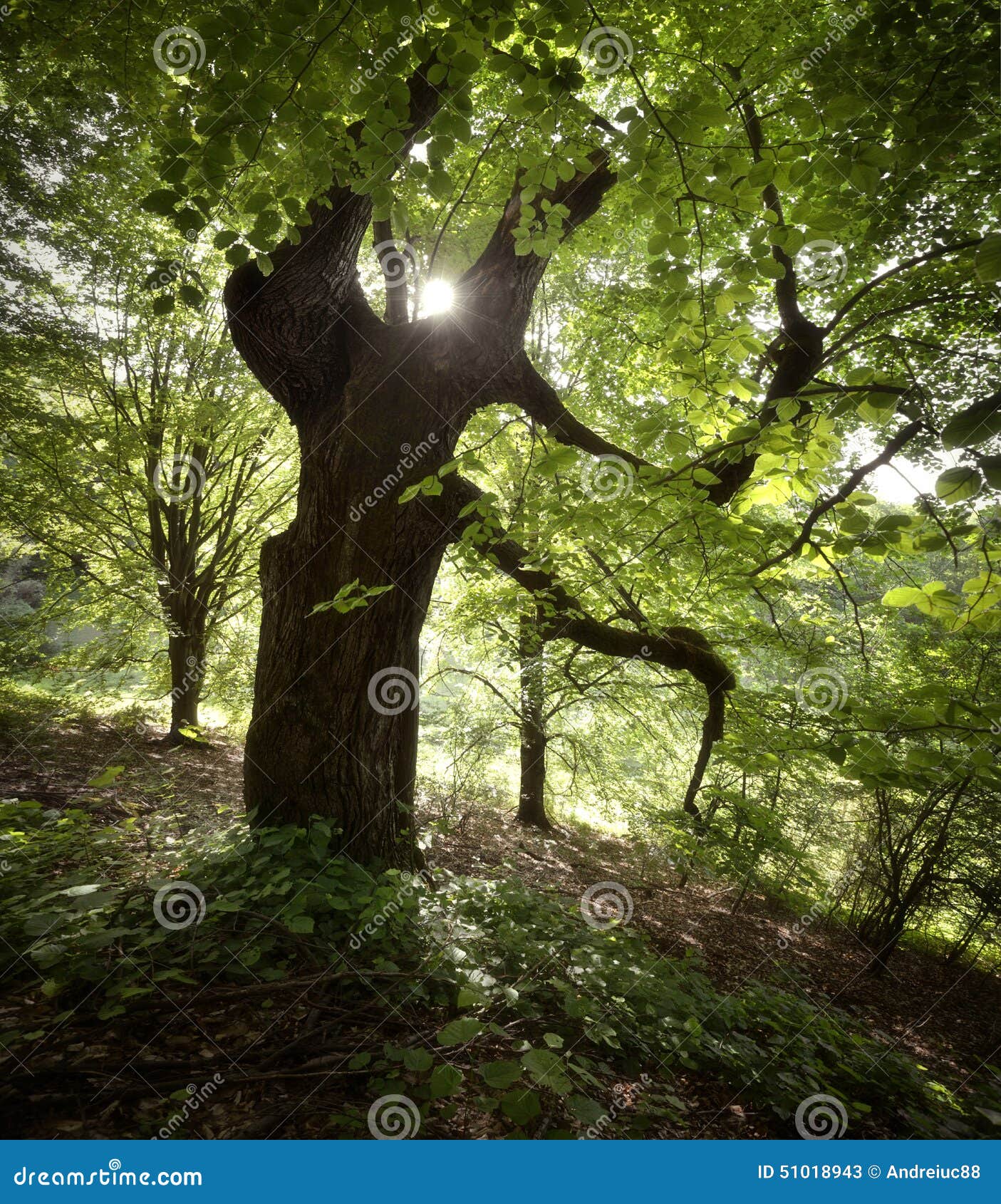 Green Natural Forest with Giant Old Tree Stock Image - Image of ground ...