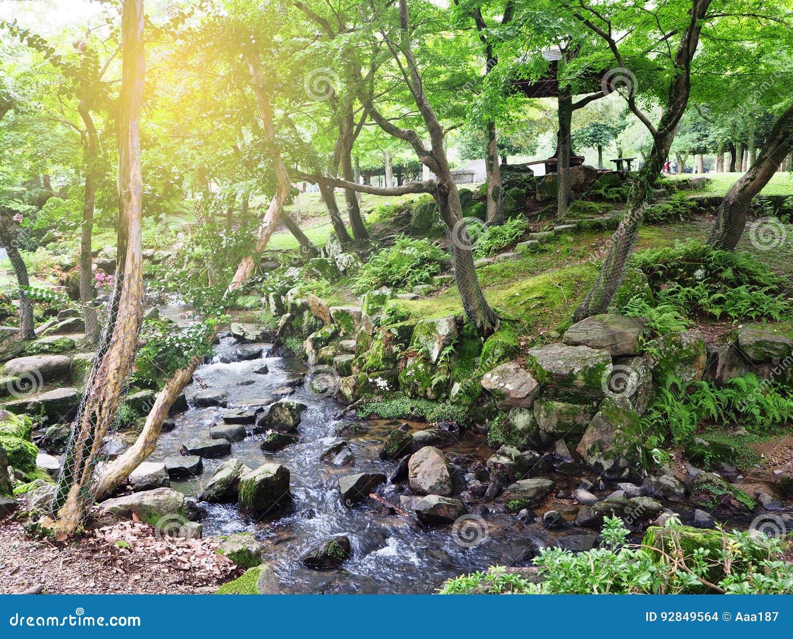 Green Natural Forest in Nara Park Stock Photo - Image of background ...