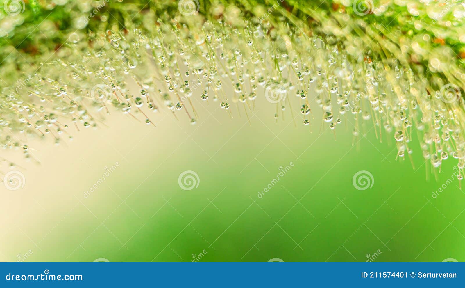 Green Natural Frame with Dew Drops and Plant Branches Stock Image ...