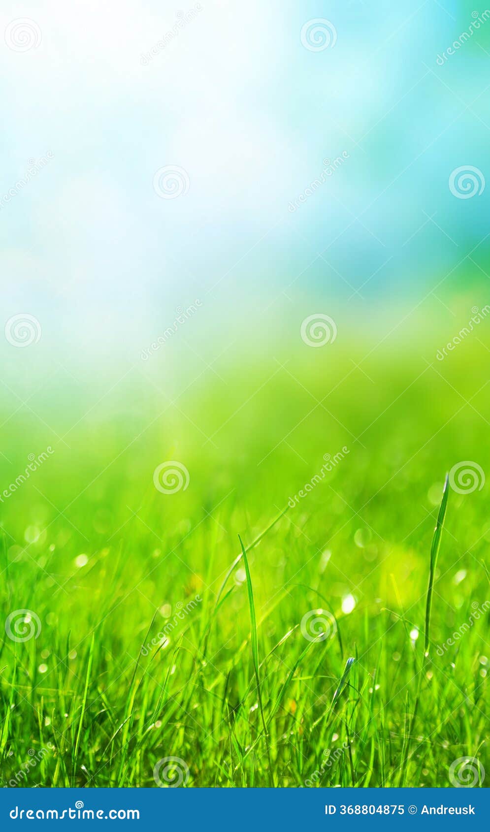 Natural Grass Texture Pattern Background. Top View Grassy Lawn For ...