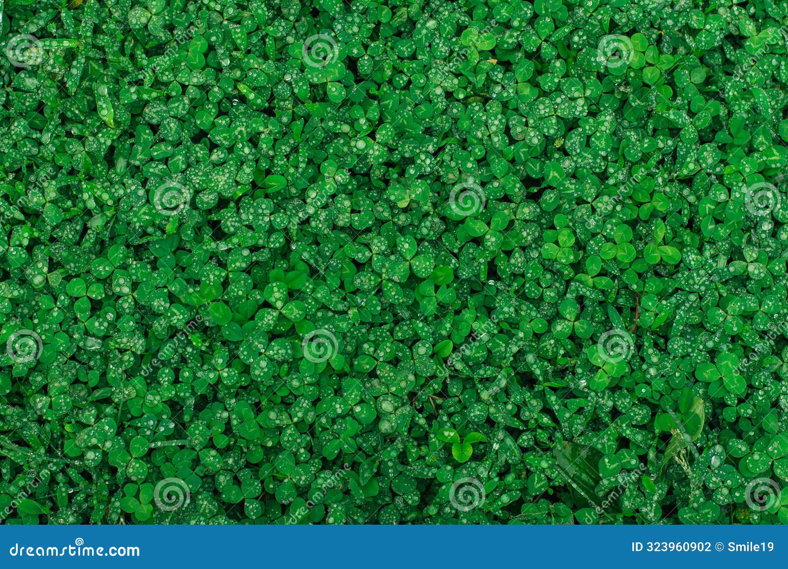 Green Natural Grass Clover with Rain Drops Stock Photo - Image of ...