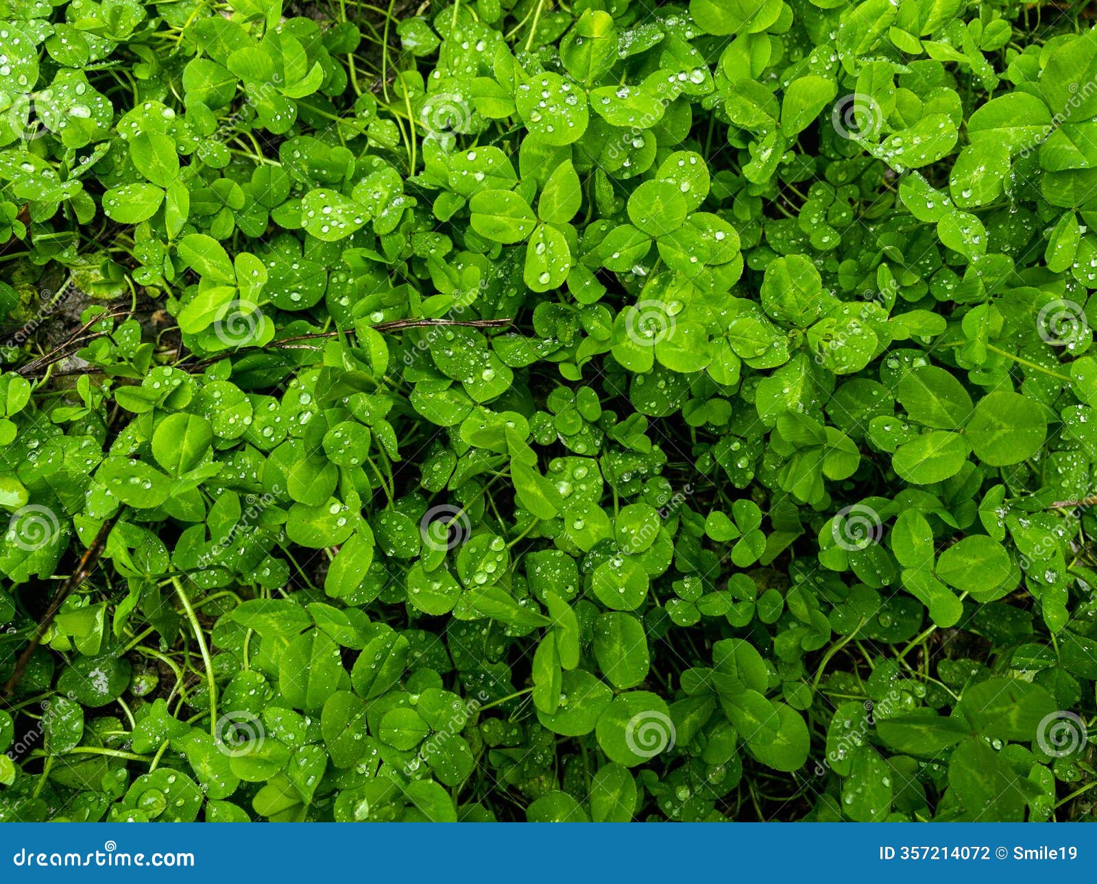 Green Natural Grass Clover with Rain Drops. Stock Photo - Image of ...