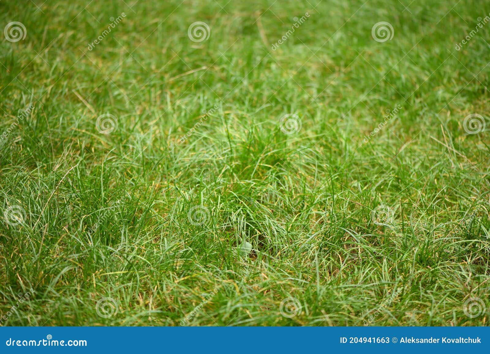 Green Natural Grass in Forest Background Stock Image - Image of lawn ...