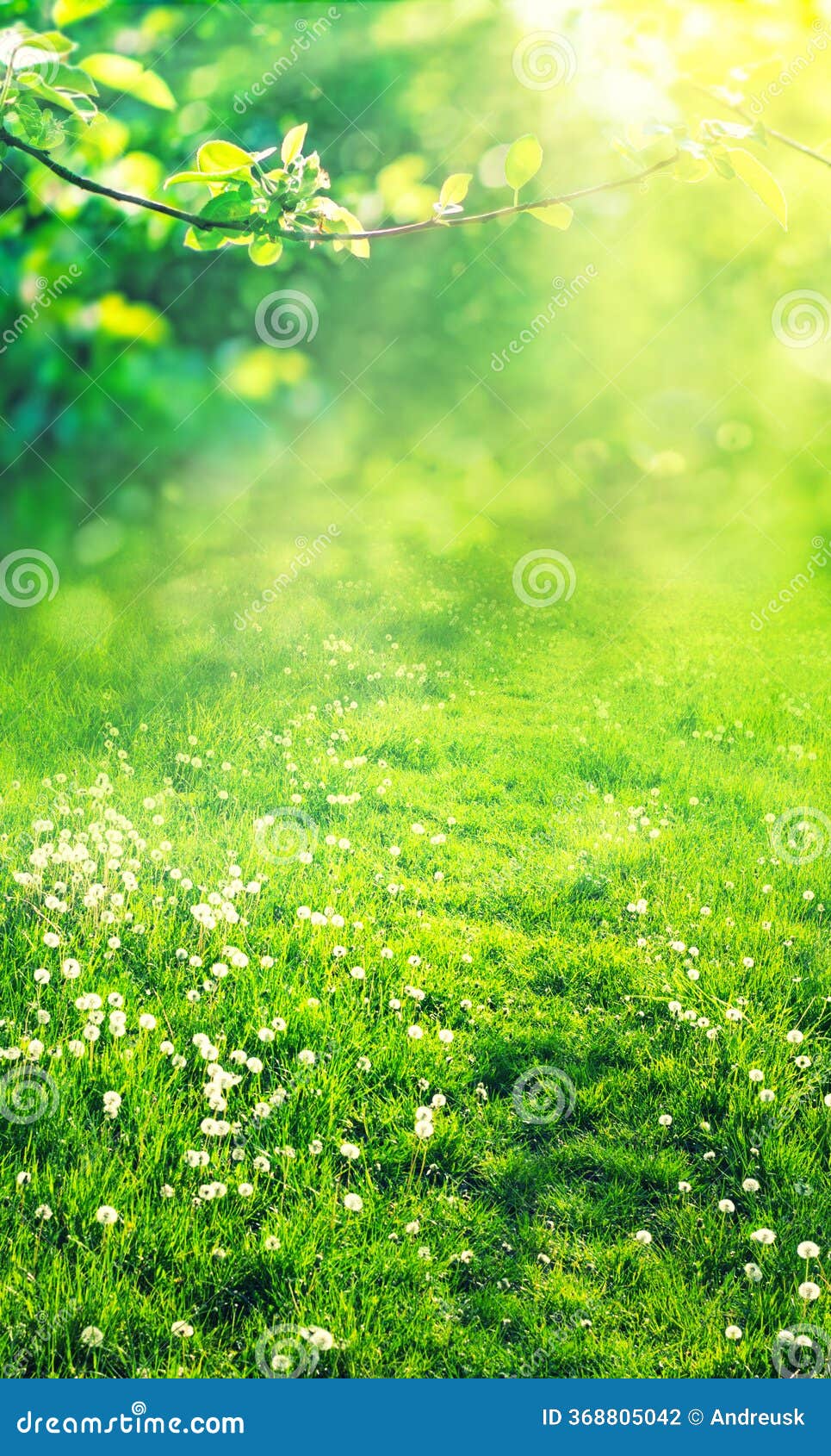 Natural Grass Texture Pattern Background. Top View Grassy Lawn For ...