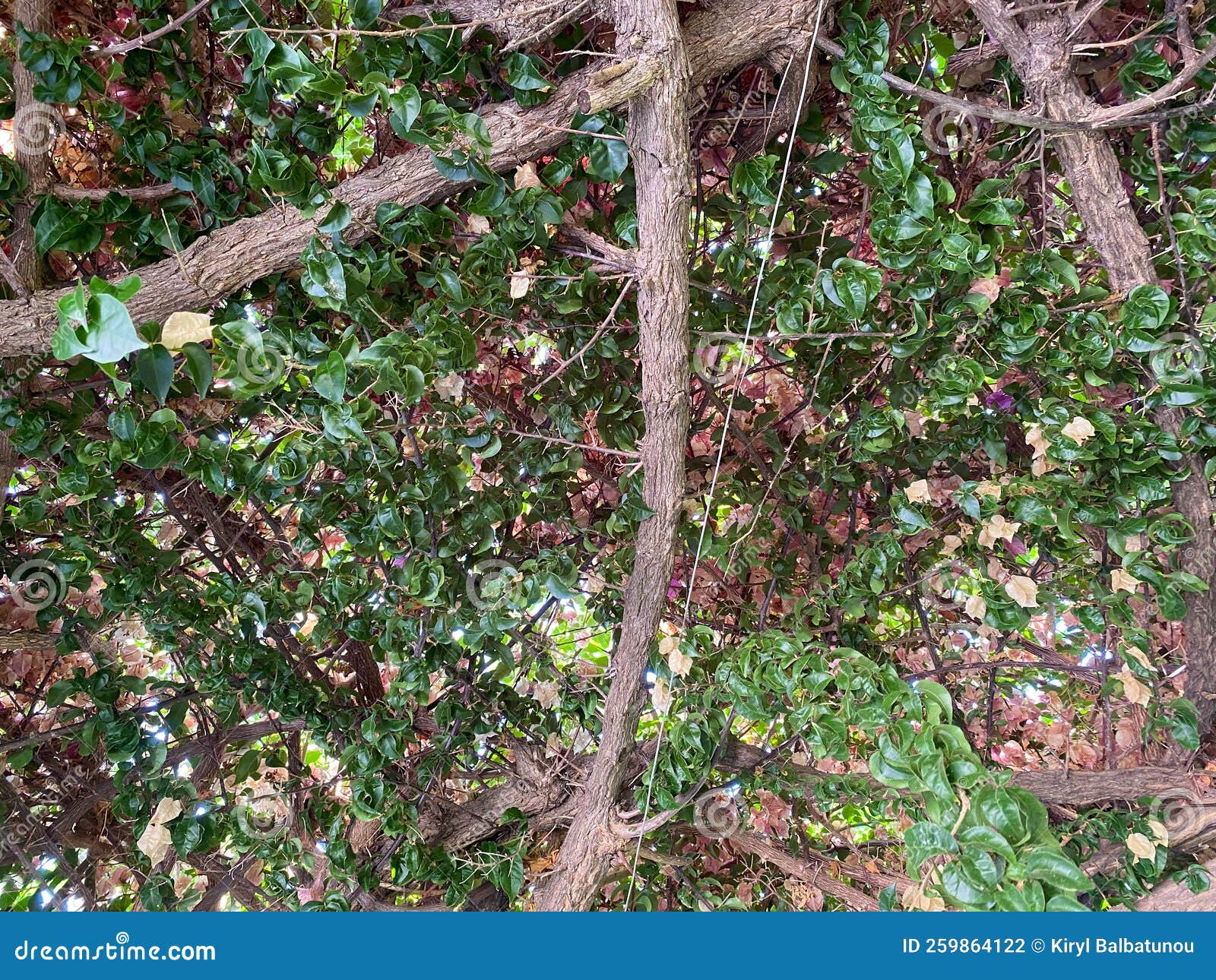Green Natural Intertwined Branches and Green Leaves. Background ...