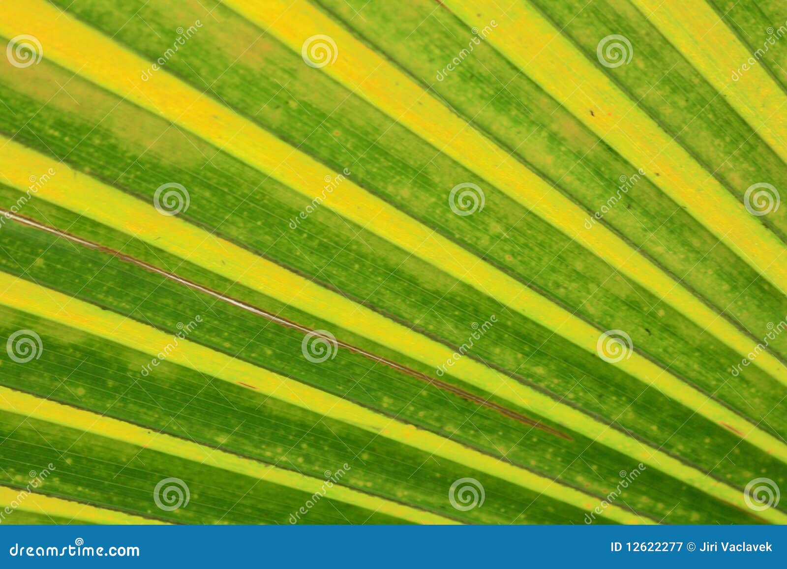 Green Natural Leaf Background Stock Image - Image of radiant, macro ...