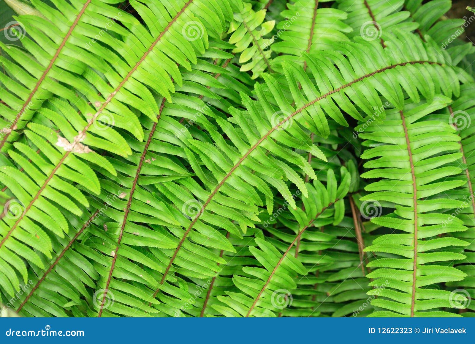 Green Natural Leaf Background Stock Image - Image of natural, contour ...