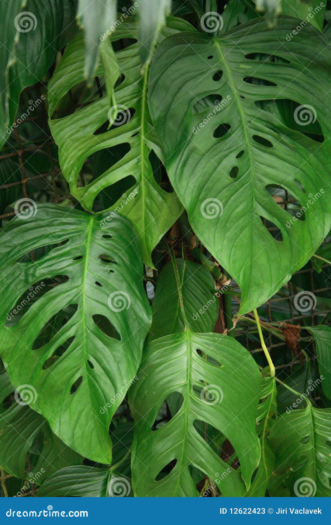 Natural Leaf Texture Background. Closeup Of Green Juniper Chinensis ...