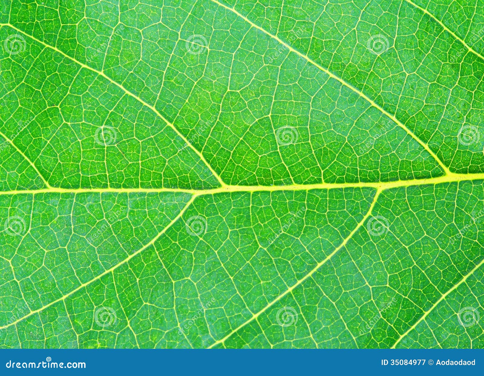 Green natural leaf texture stock image. Image of fresh - 35084977