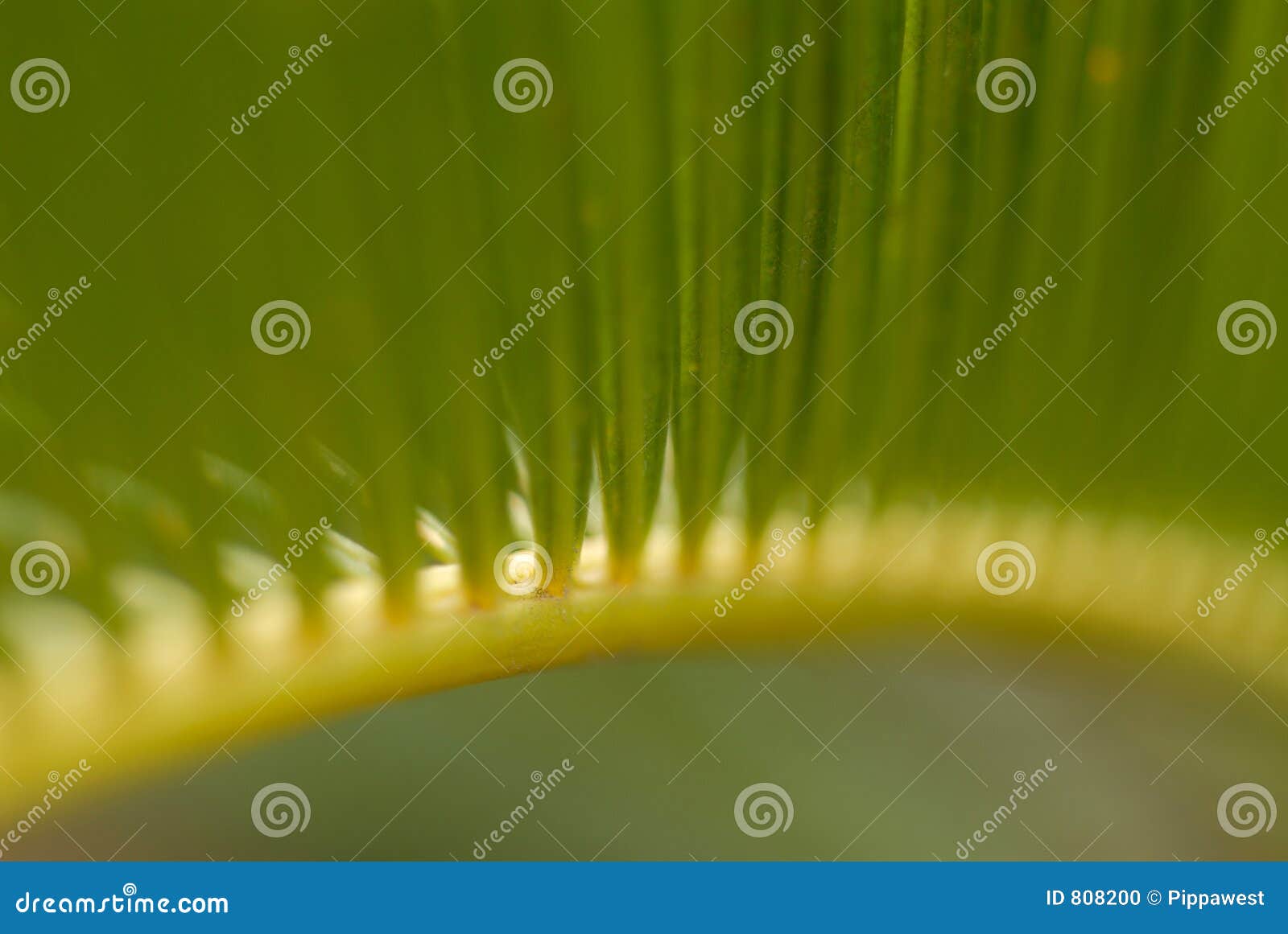 Green natural pattern. stock photo. Image of branch, cycas - 808200