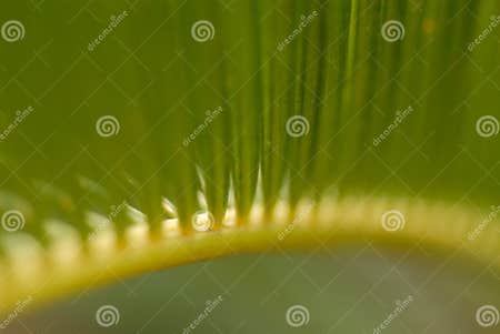Green natural pattern. stock photo. Image of branch, cycas - 808200