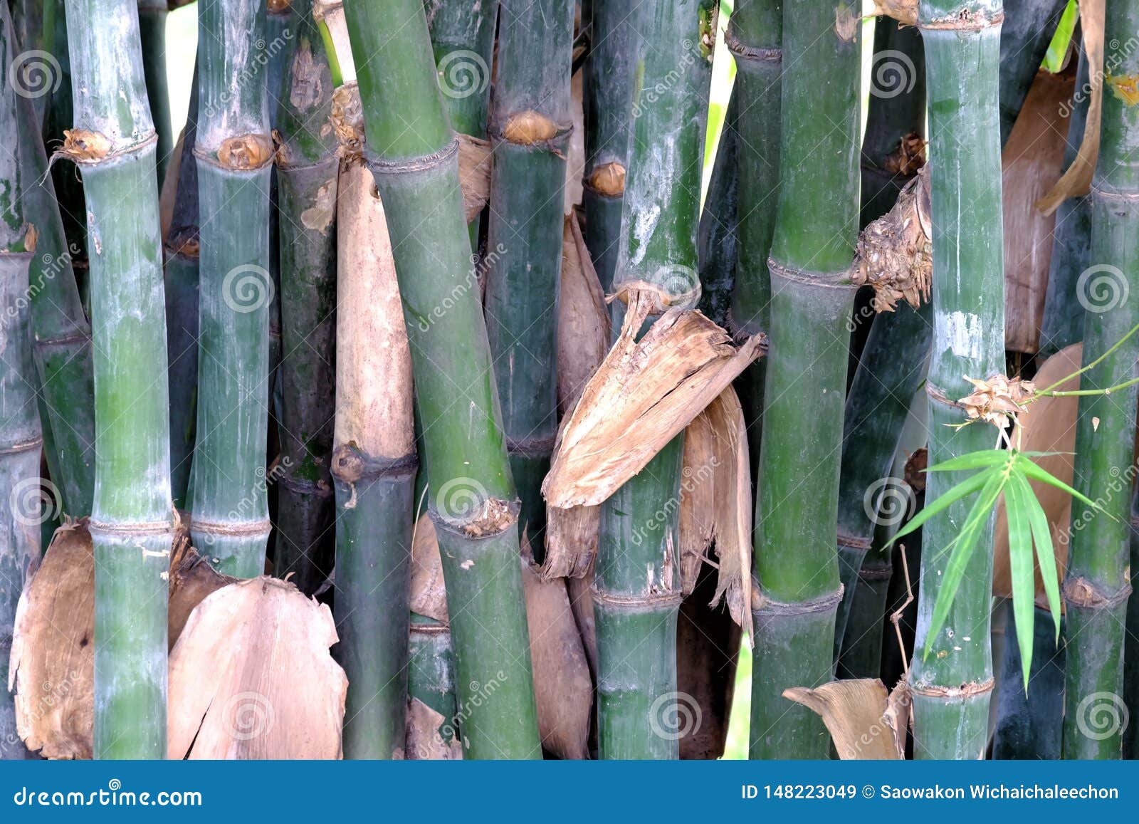 Tropical Rainforest Bamboo Trunks with Leaves Stock Image - Image of ...