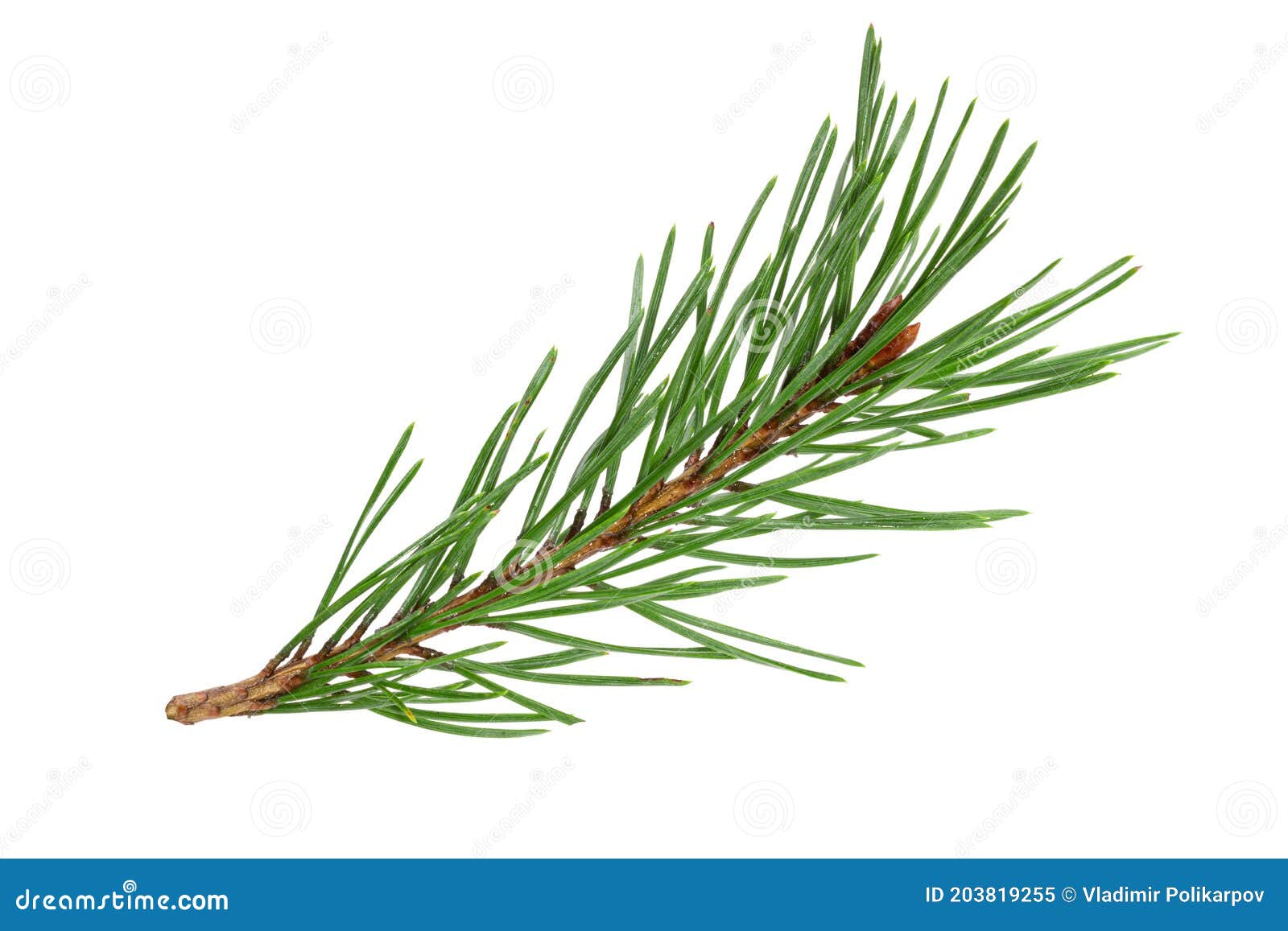Green Natural Pine Branch Isolated on White Background Stock Image ...