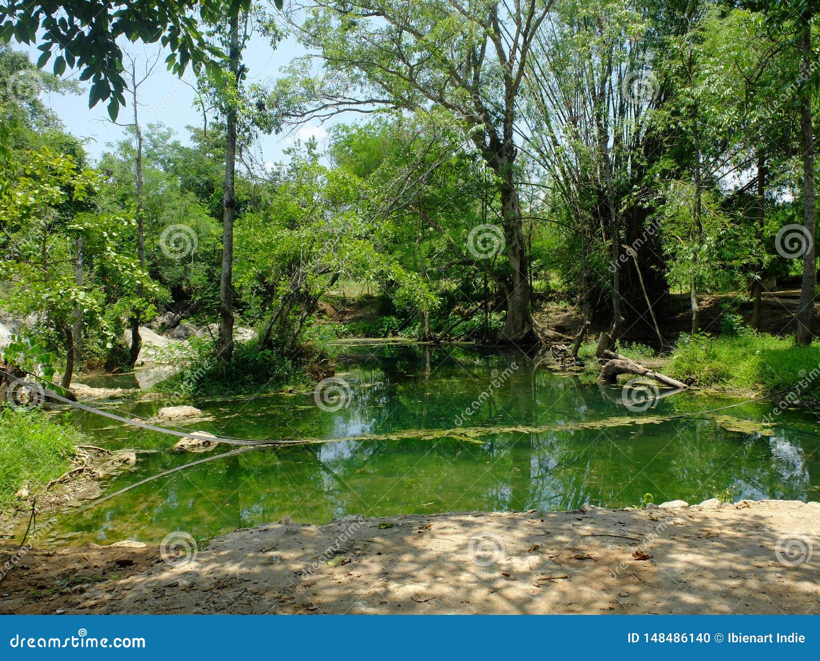 Green Puddles in the Forest Stock Photo - Image of color, green: 148486140