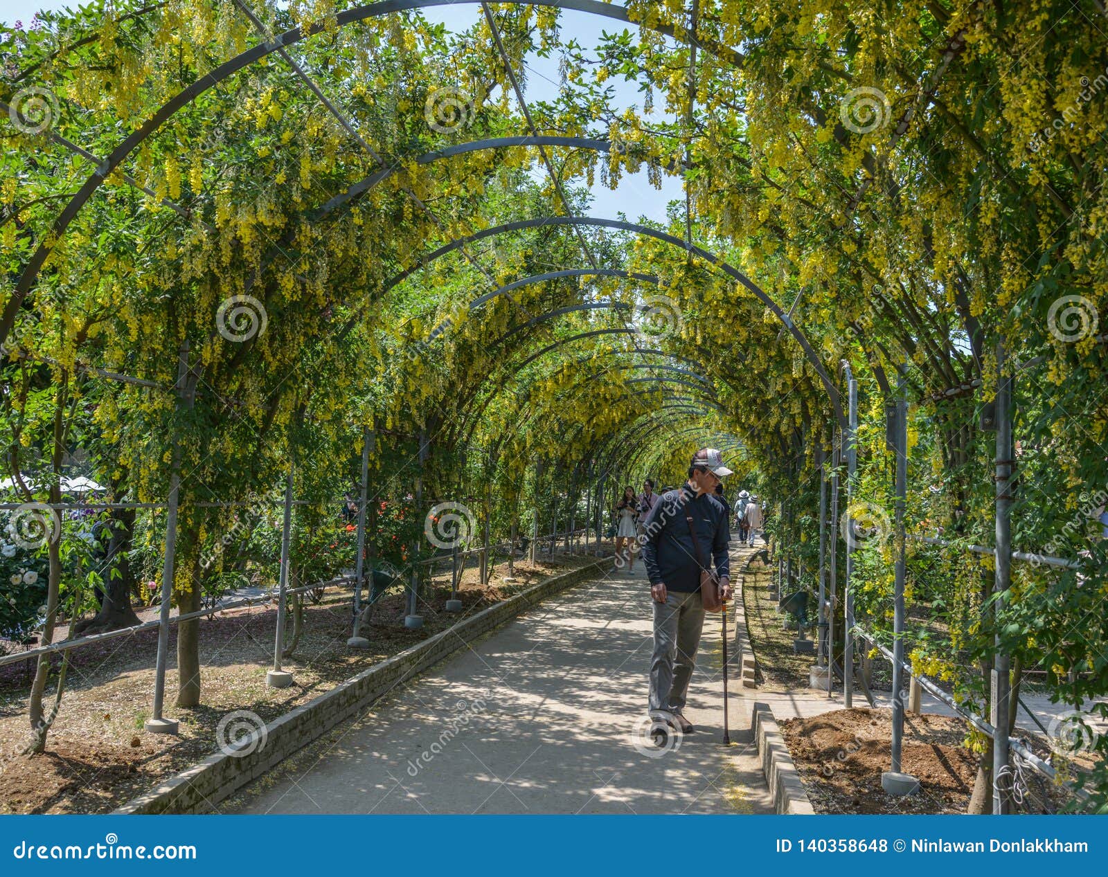 Green Natural Tunnel of Plants and Flowers Editorial Stock Photo ... Green Natural Tunnel of Plants and Flowers Editorial Stock Photo ...