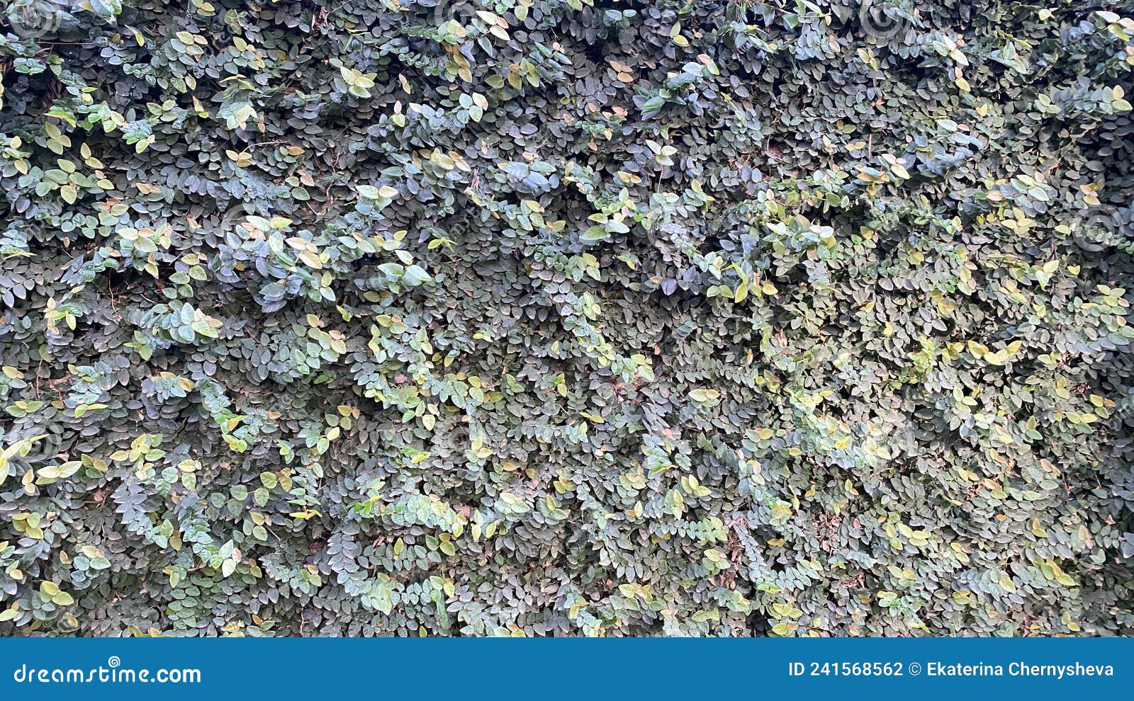 Green Natural Wall. Pattern of Small Green Leaves. Beautiful Natural ...