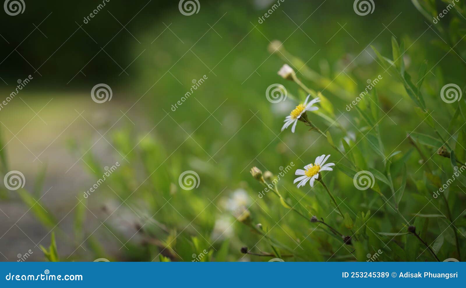 Daisy flower and grass. stock image. Image of bloom - 253245389