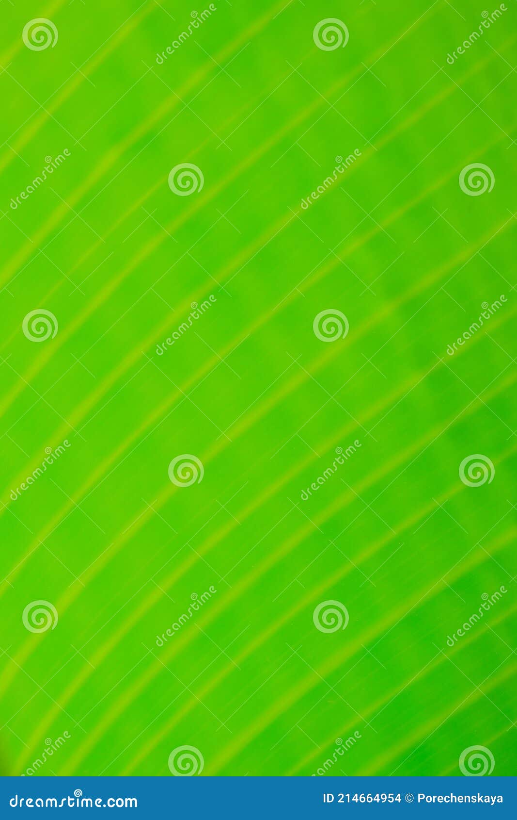 Green Nature Bio Texture Background. Close-up Stock Photo - Image of ...