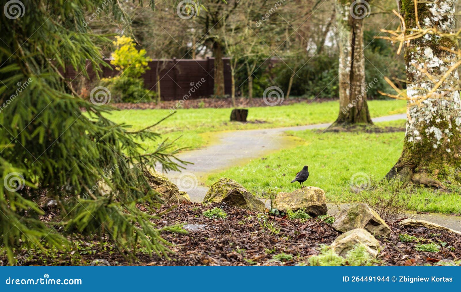 Green Nature through the Camera Lens Stock Photo - Image of film, video ...