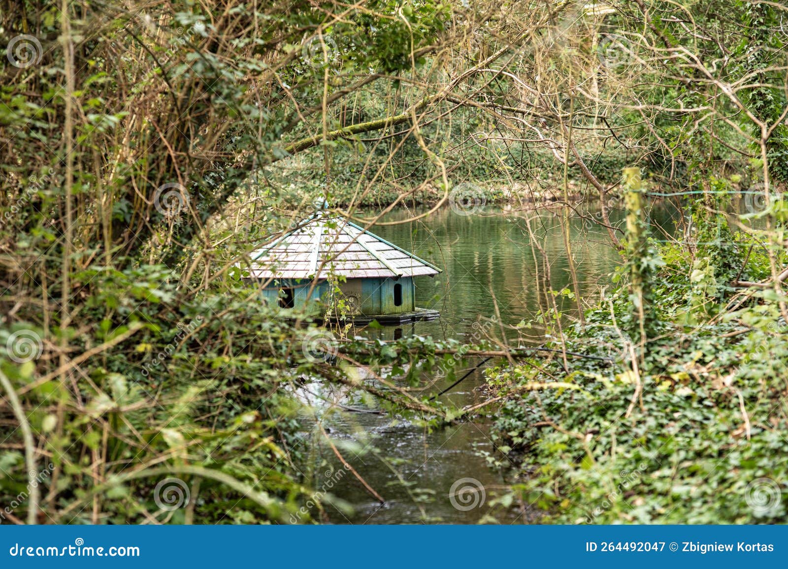Green Nature through the Camera Lens Stock Image - Image of video ...