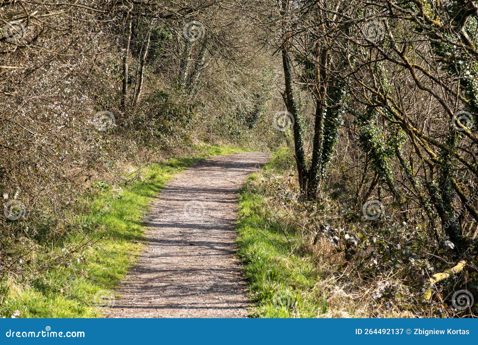 Green Nature through the Camera Lens Stock Image - Image of depth ...