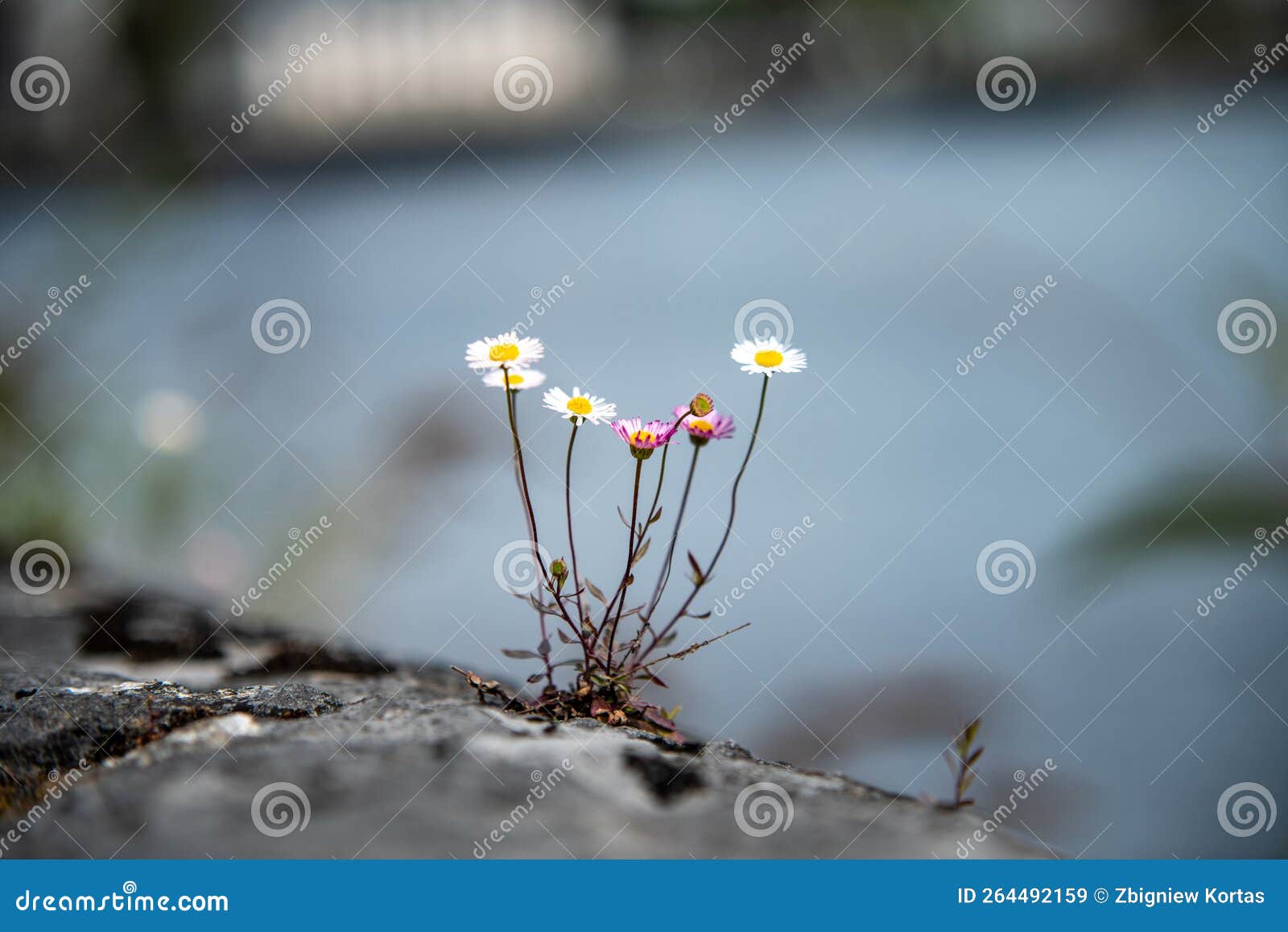 Green Nature through the Camera Lens Stock Image - Image of equipment ...