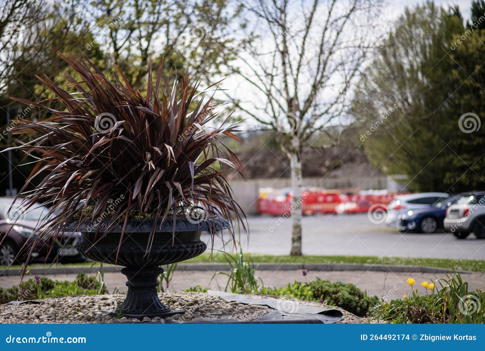 Green Nature through the Camera Lens Stock Photo - Image of ...