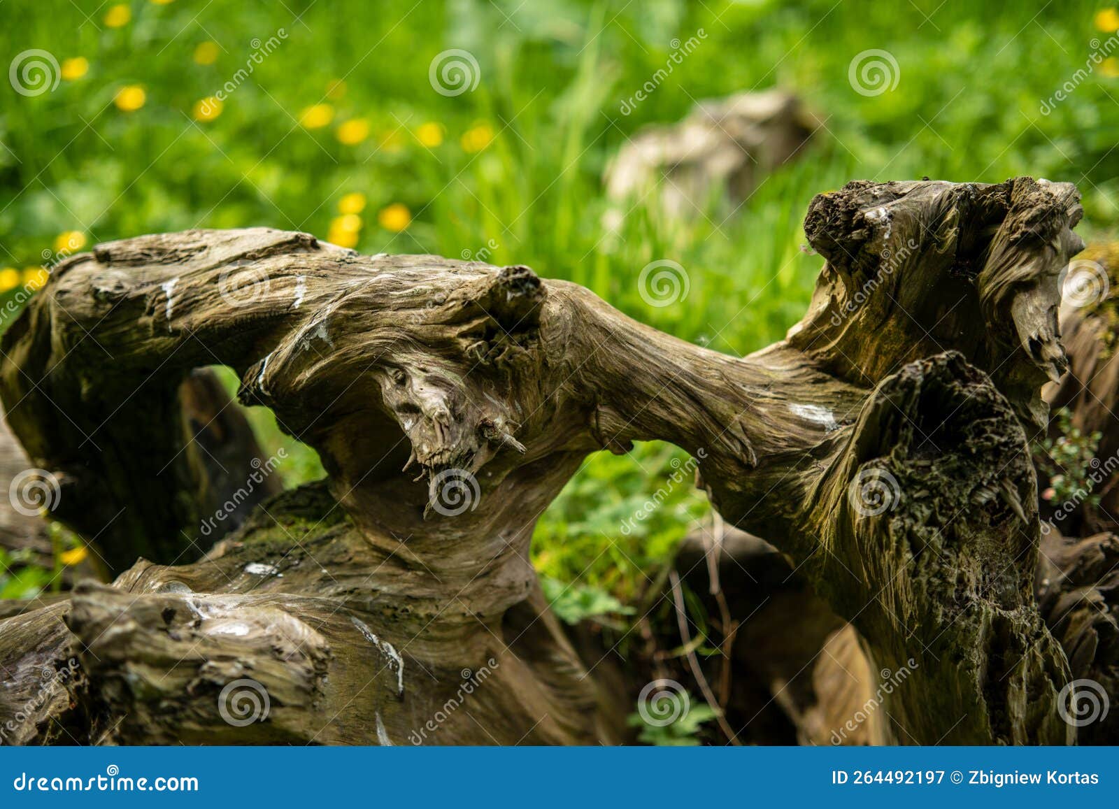 Green Nature through the Camera Lens Stock Image - Image of depth, wide ...