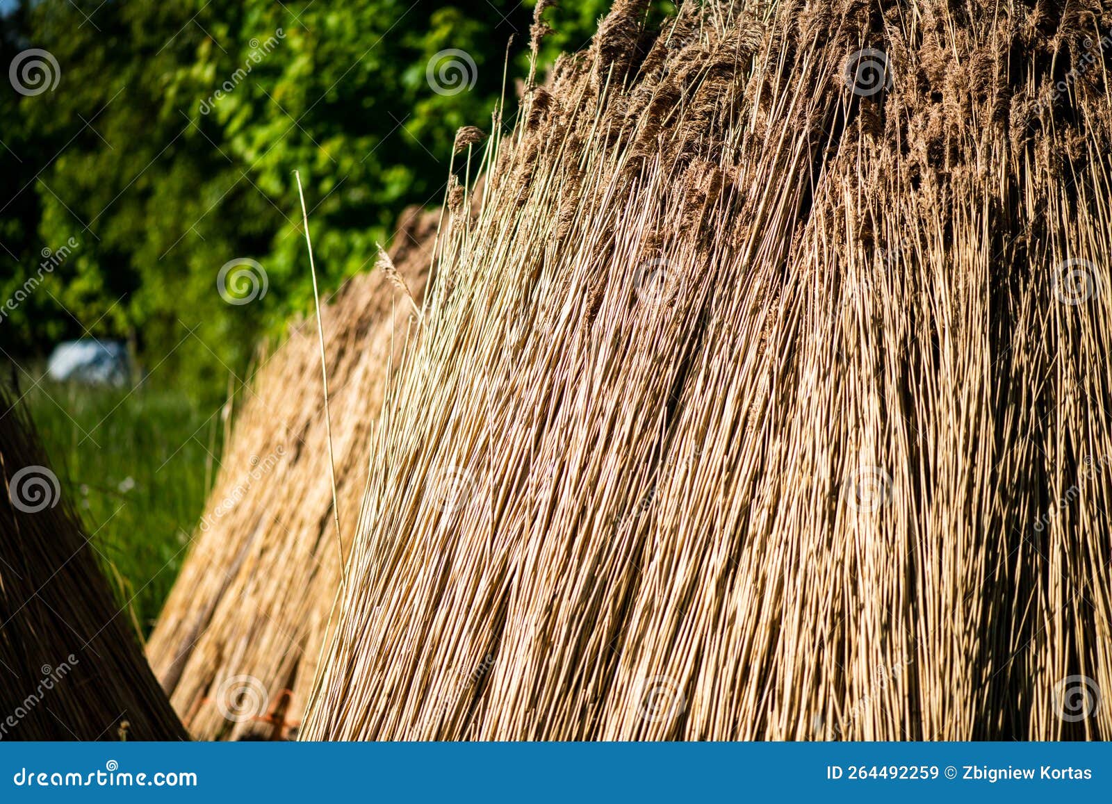 Green Nature through the Camera Lens Stock Image - Image of ...