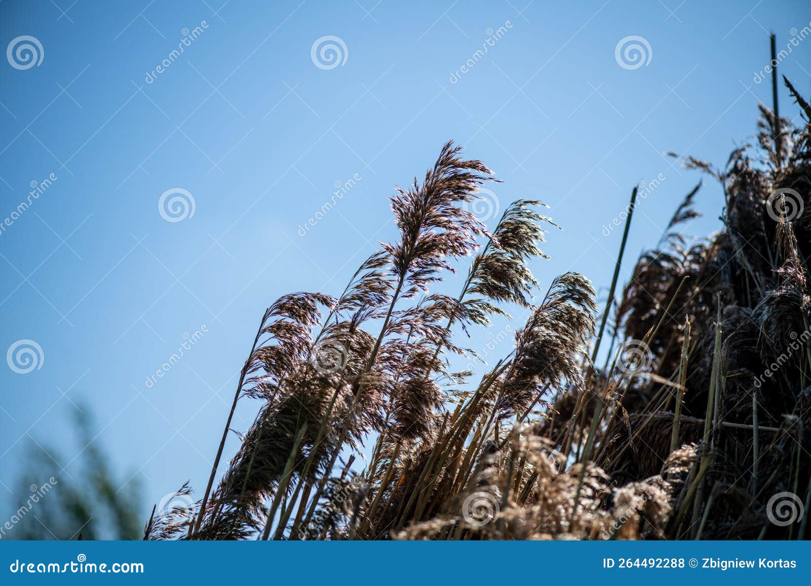 Green Nature through the Camera Lens Stock Photo - Image of technology ...
