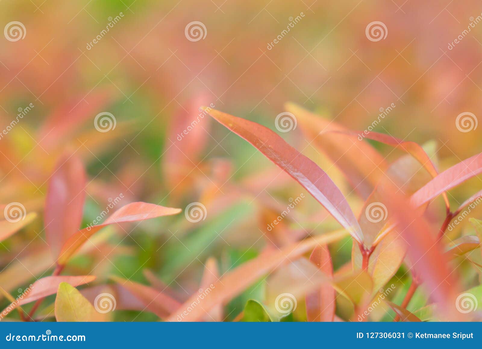 Green Nature with Copy Space for Background Stock Image - Image of ...