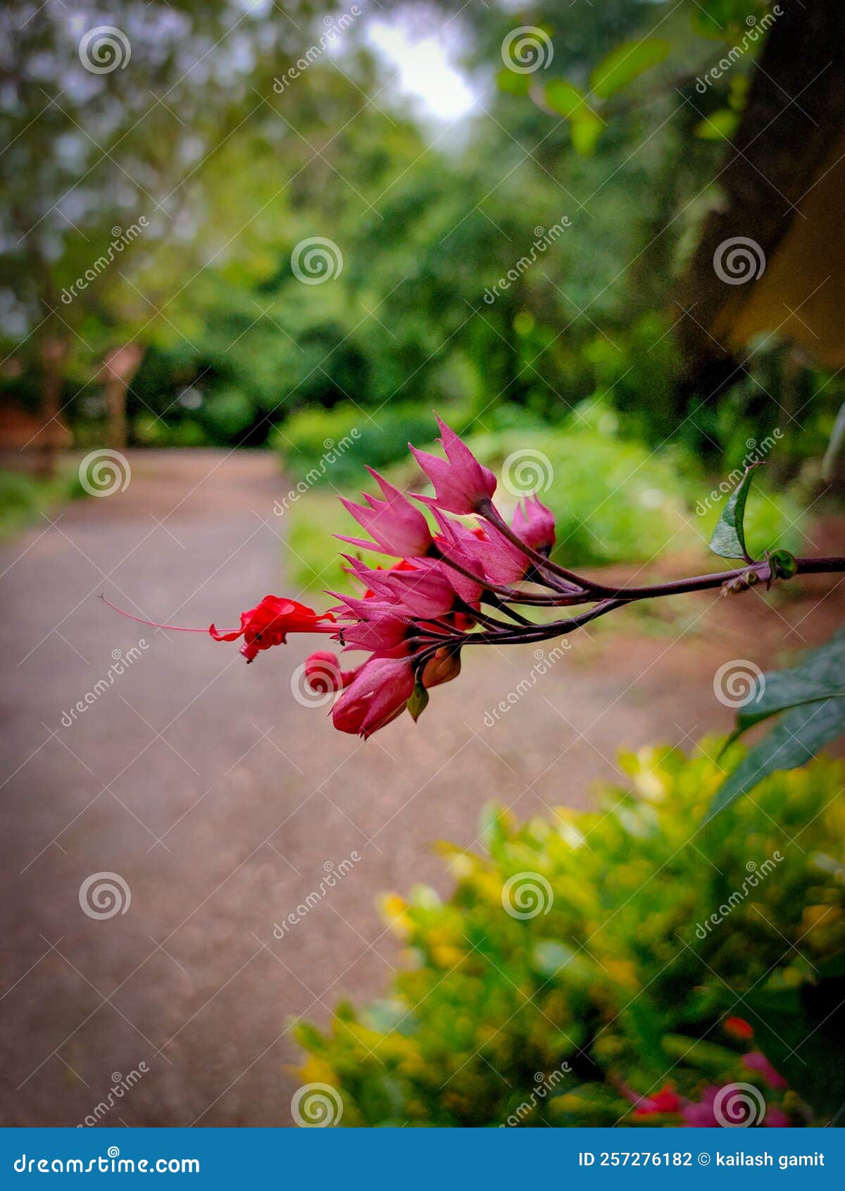 Garden Vilej Stock Photos - Free & Royalty-Free Stock Photos from ...
