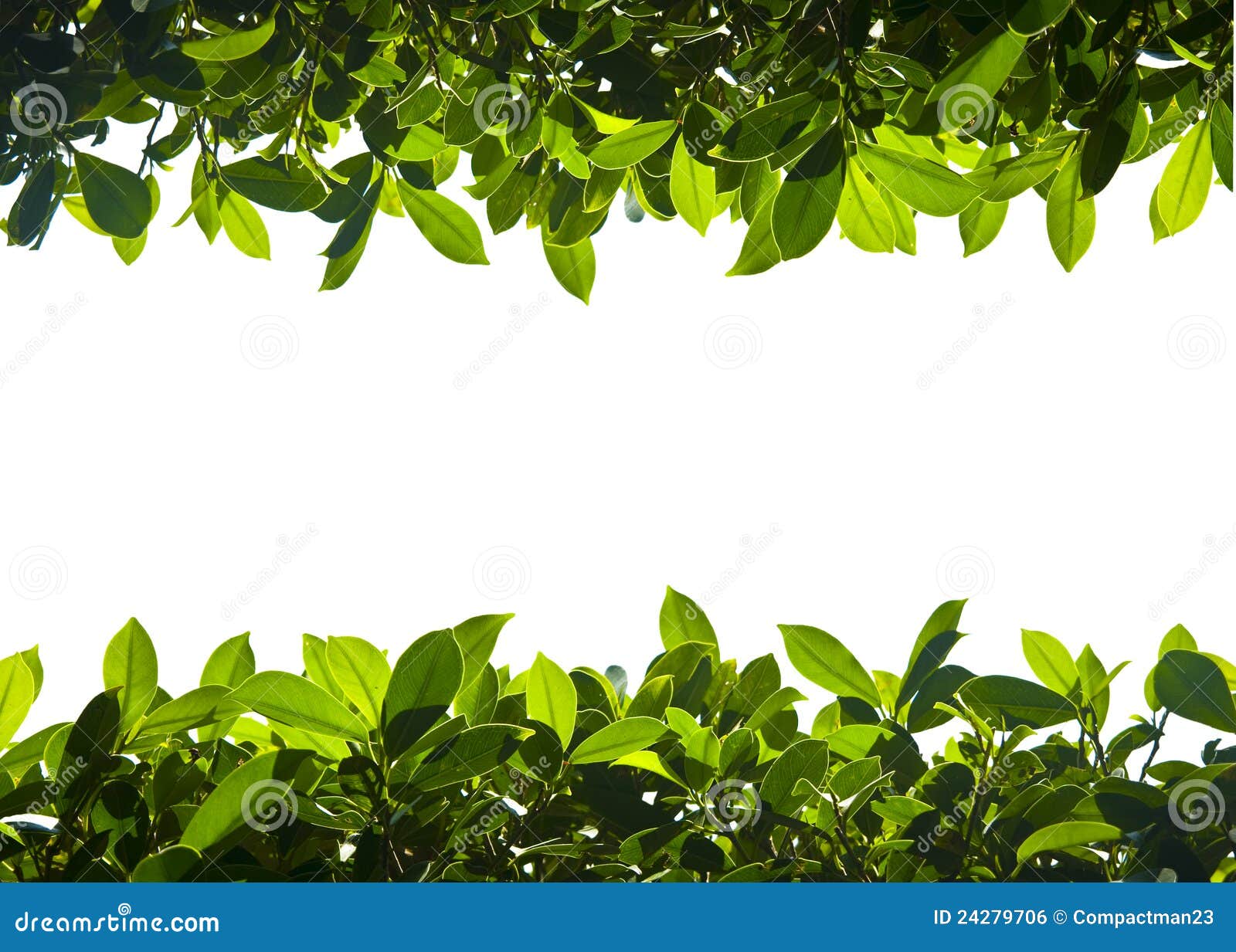 Green Nature Foliage Up And Down Border Royalty-Free Stock Image ...