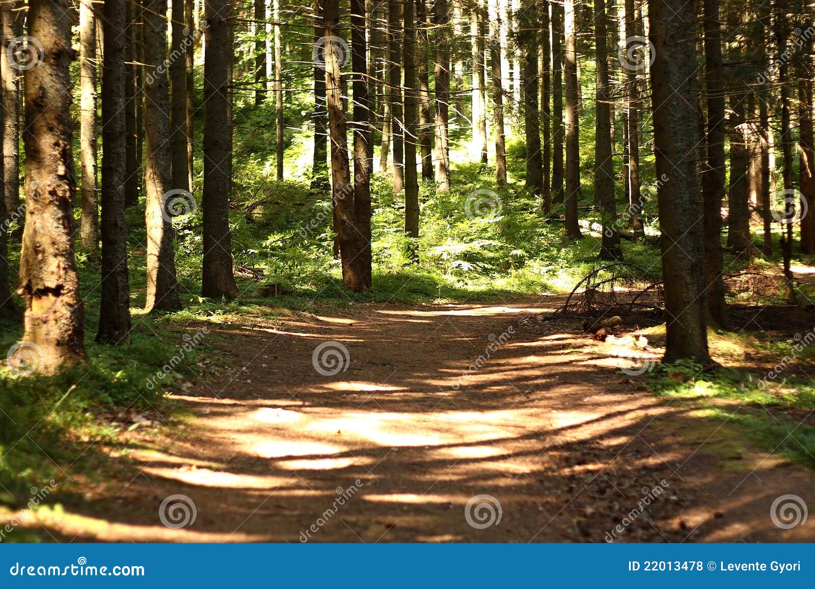 Green nature forrest stock photo. Image of sunshine, growth - 22013478