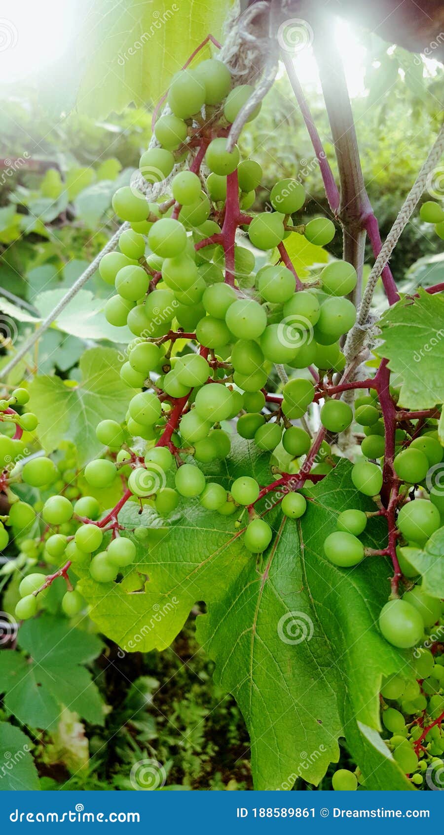 Nature Froot Stock Photos - Free & Royalty-Free Stock Photos from ...