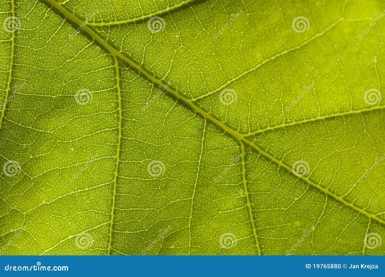 Green nature leaf stock photo. Image of natural, orange - 19765880